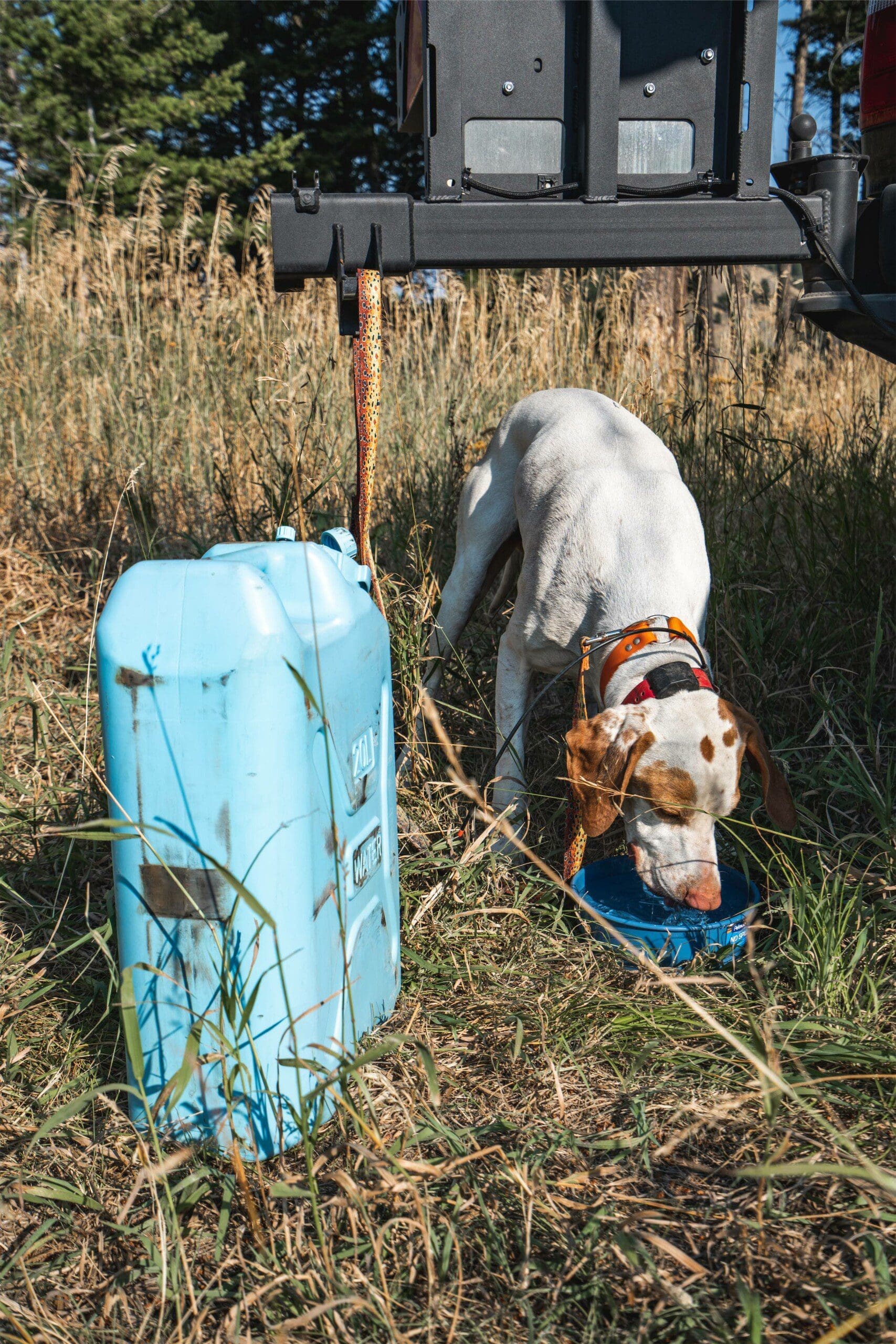 How to Go Overland Adventuring With Your dog! » Expedition Overland