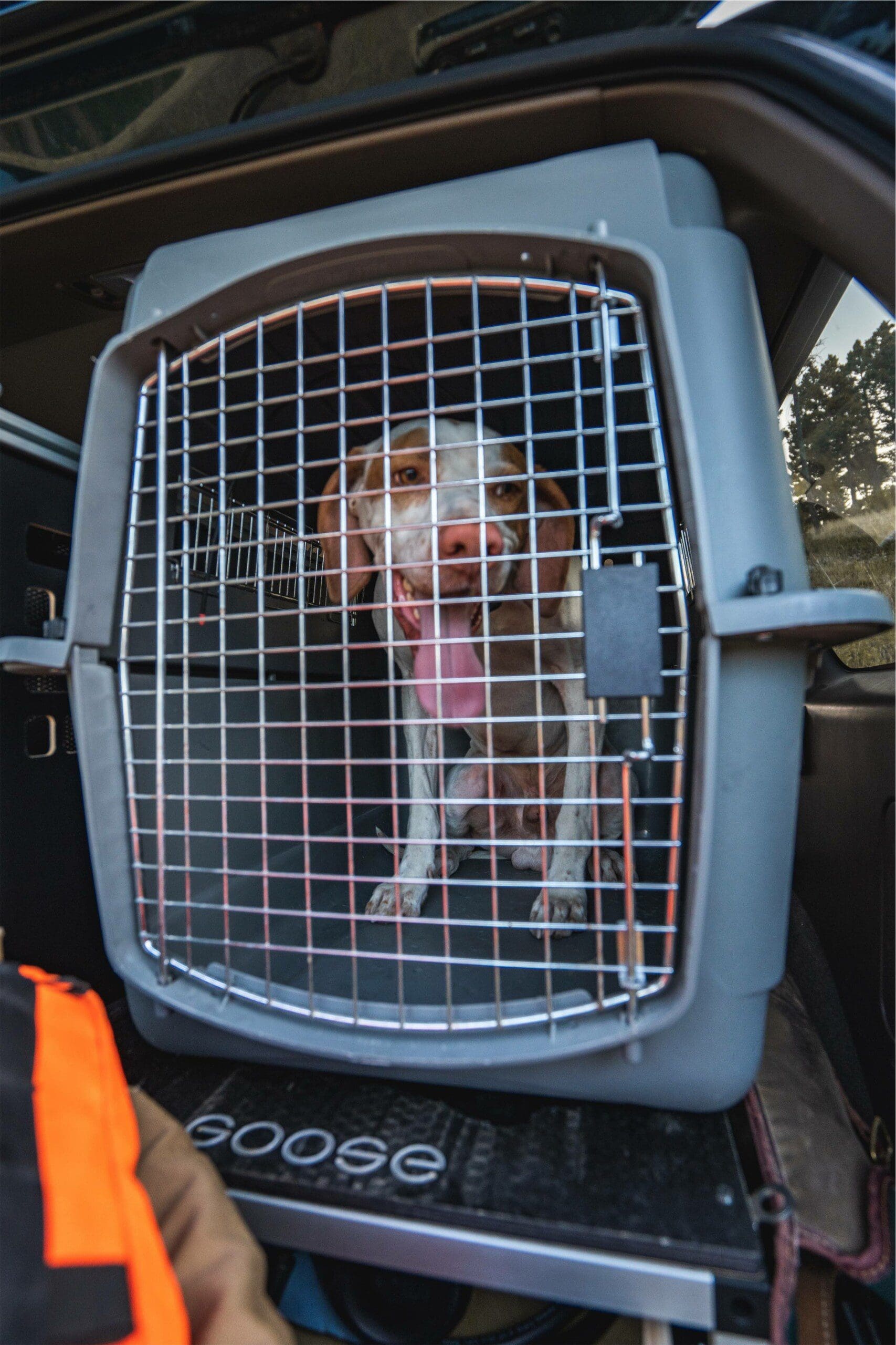 How to Go Overland Adventuring With Your dog! » Expedition Overland