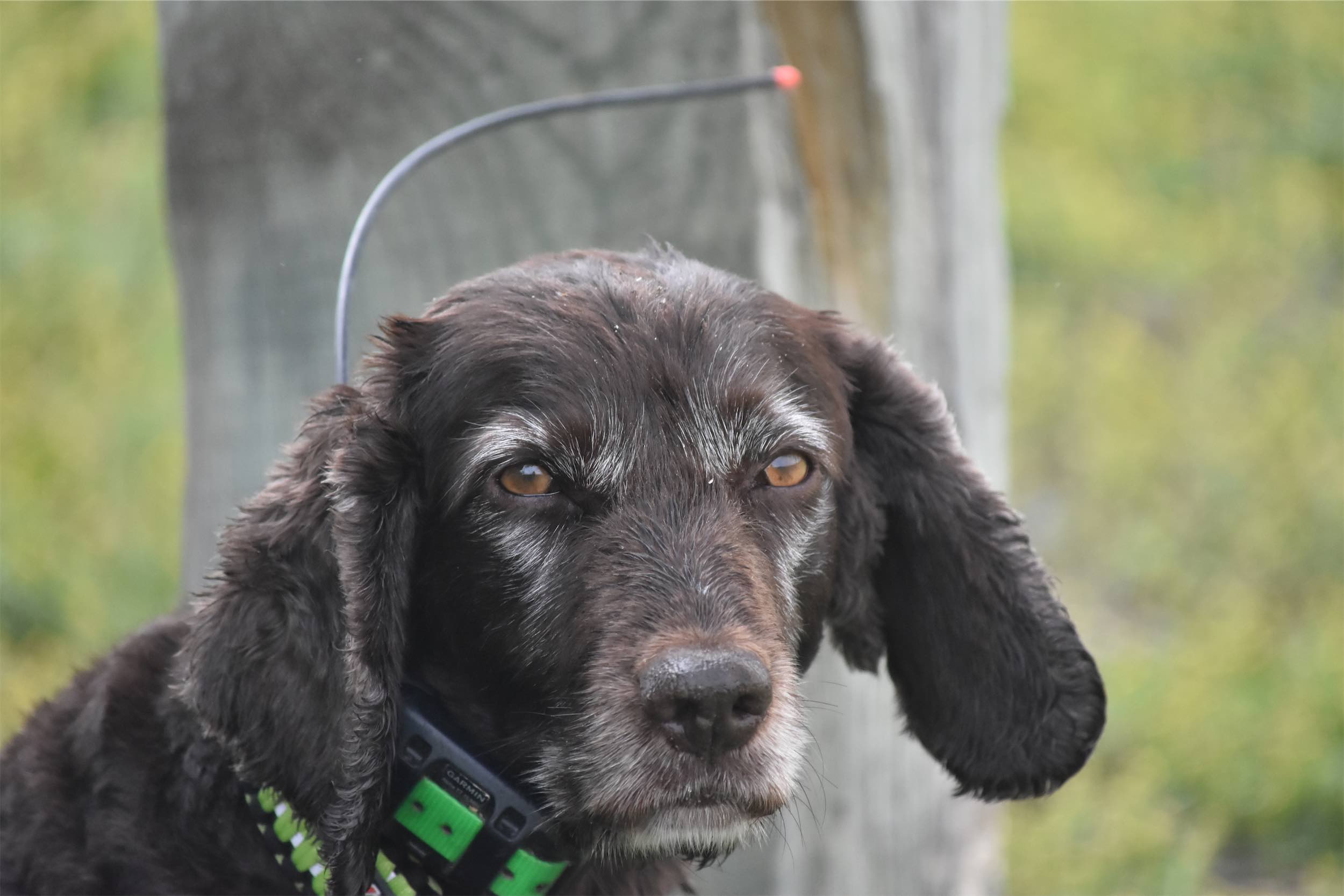 How to Go Overland Adventuring With Your dog! » Expedition Overland